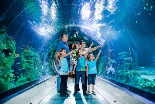 Top 5 SEA LIFE Aquariums to Visit in the UK