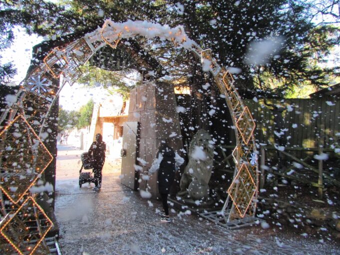 10 Festive Pictures of Santa Safari at West Midlands Safari Park